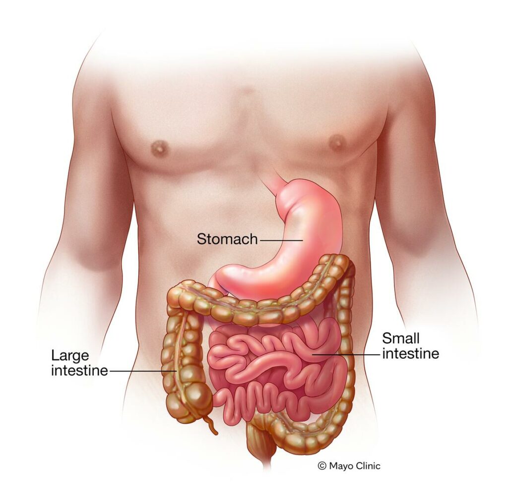 How Long Does A Stomach Flu Last Discover The Duration And Key